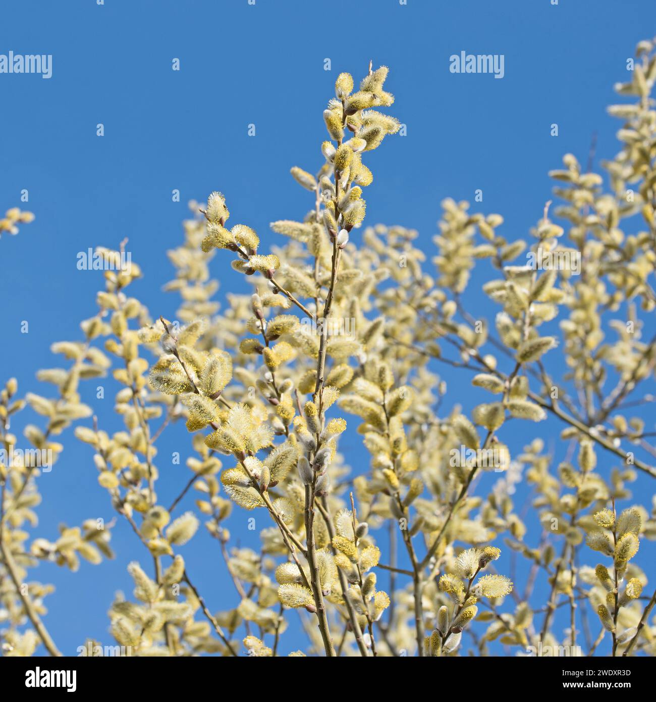 Flowering willow, Salix, in spring Stock Photo - Alamy
