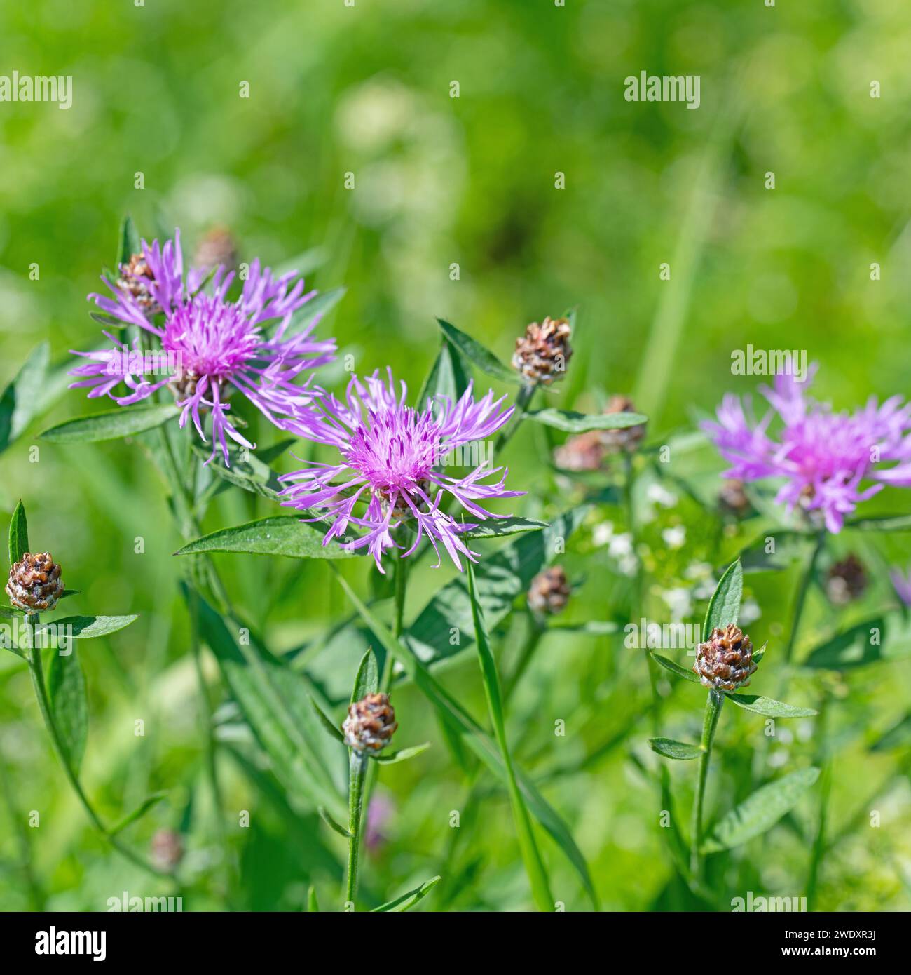 Meadow flake hi-res stock photography and images - Alamy