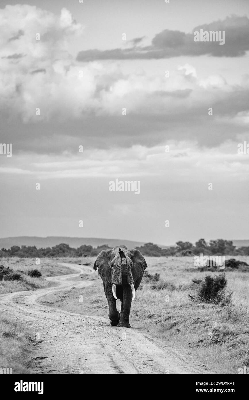 Elephant of luck hi-res stock photography and images - Alamy