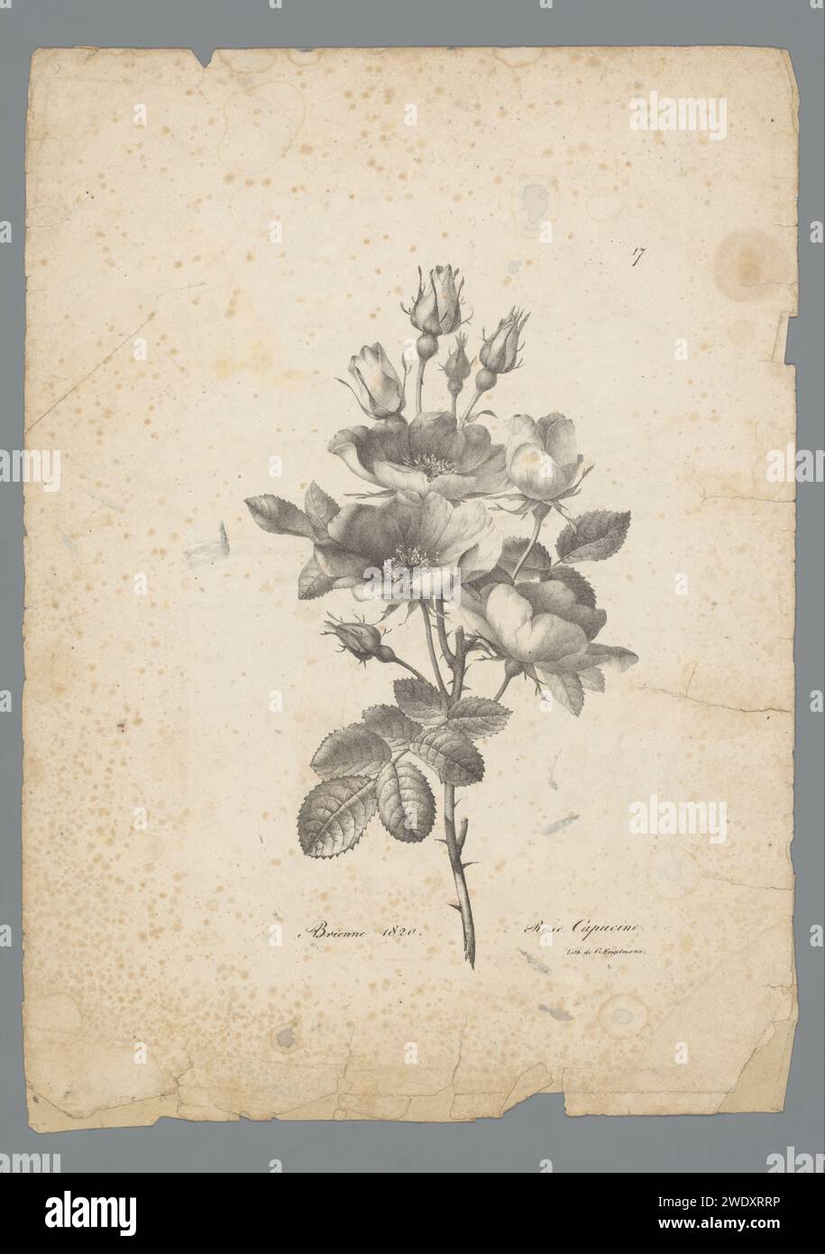 Oranjerode Roos, Auguste Piquet de Brienne, 1820 print Paris paper ...