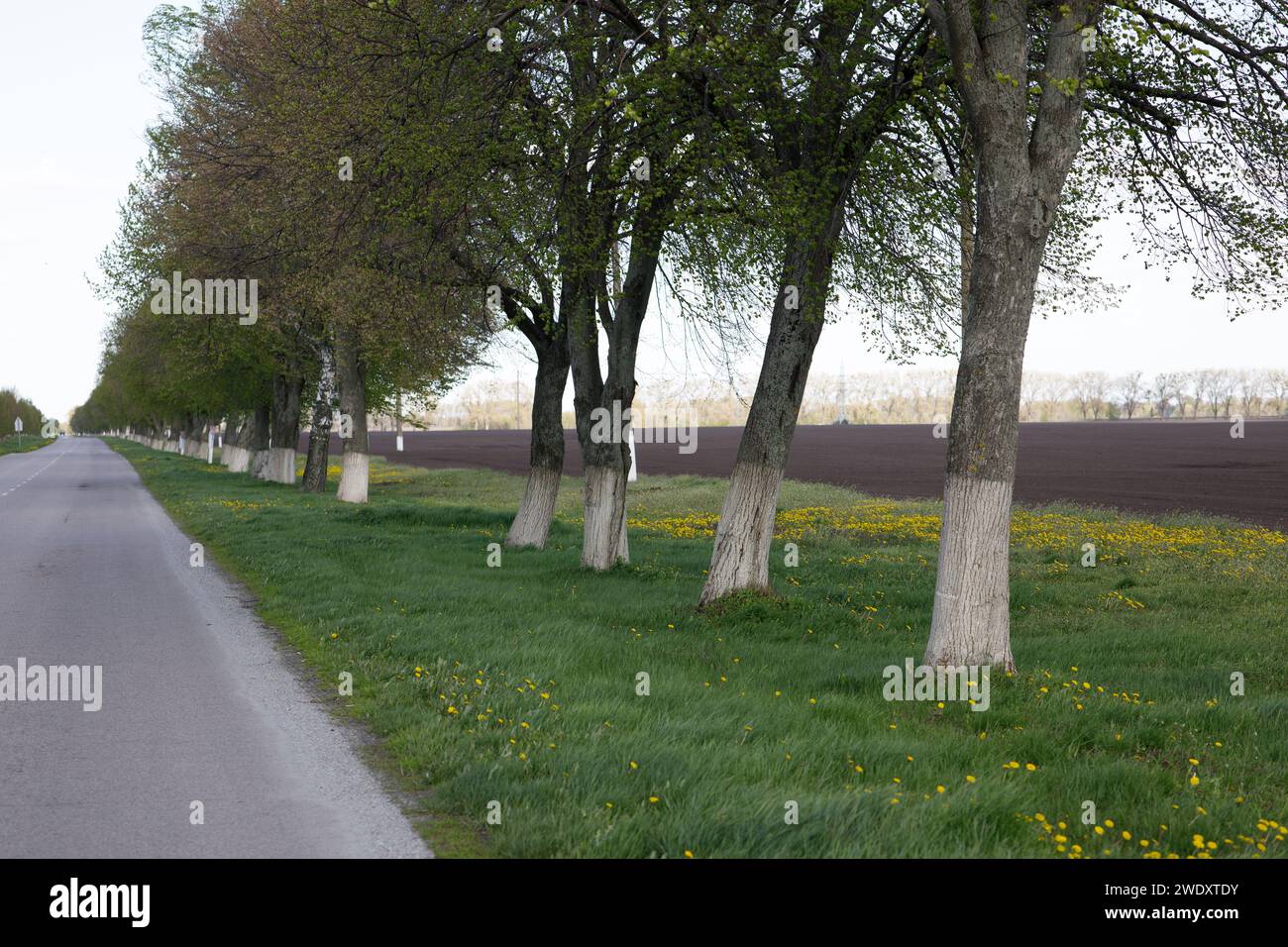road asphalt nature sky trees Stock Photo - Alamy