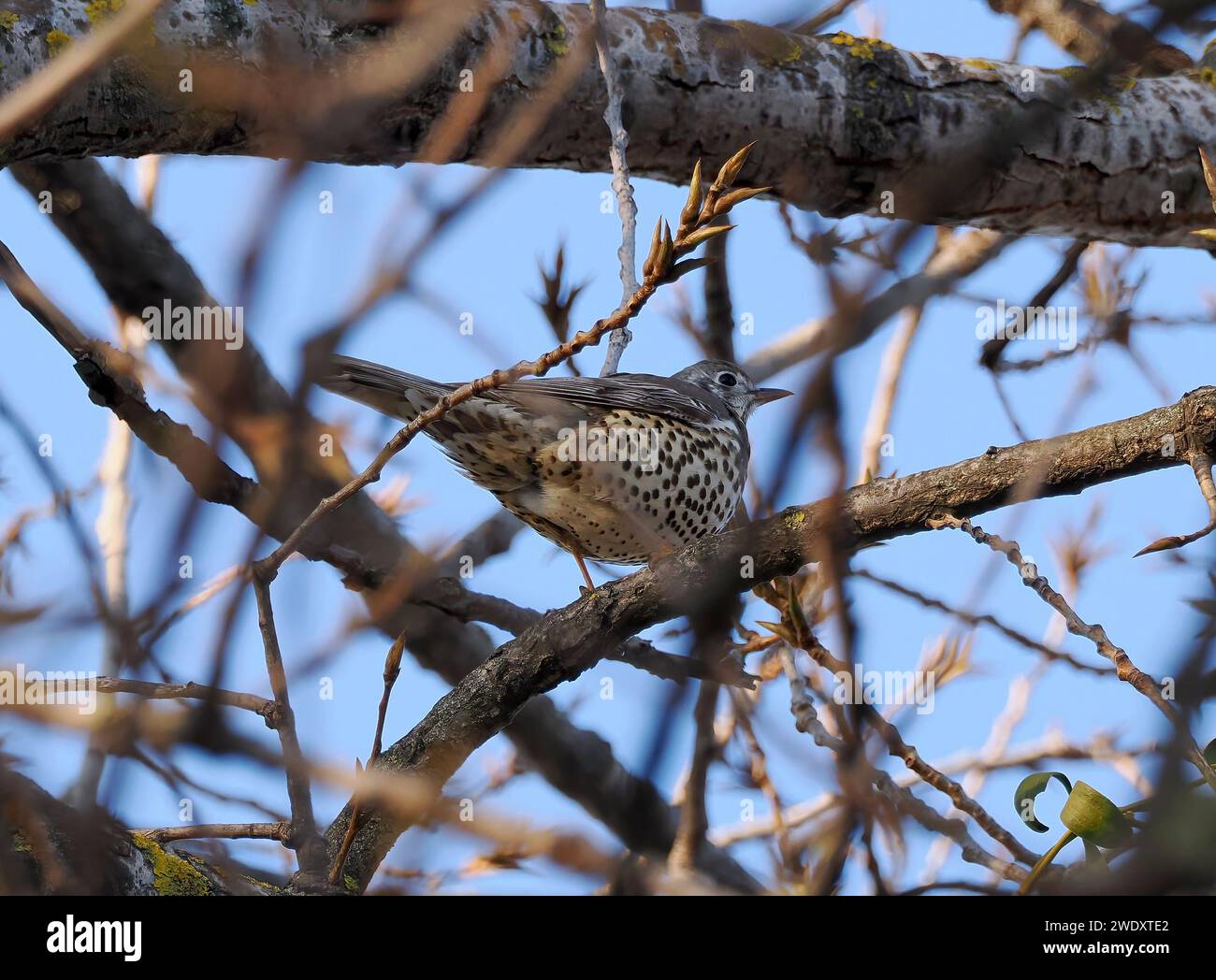 Mistle thrush, missel thrush, Misteldrossel, Grive draine, Turdus viscivorus, léprigó, Budapest ...