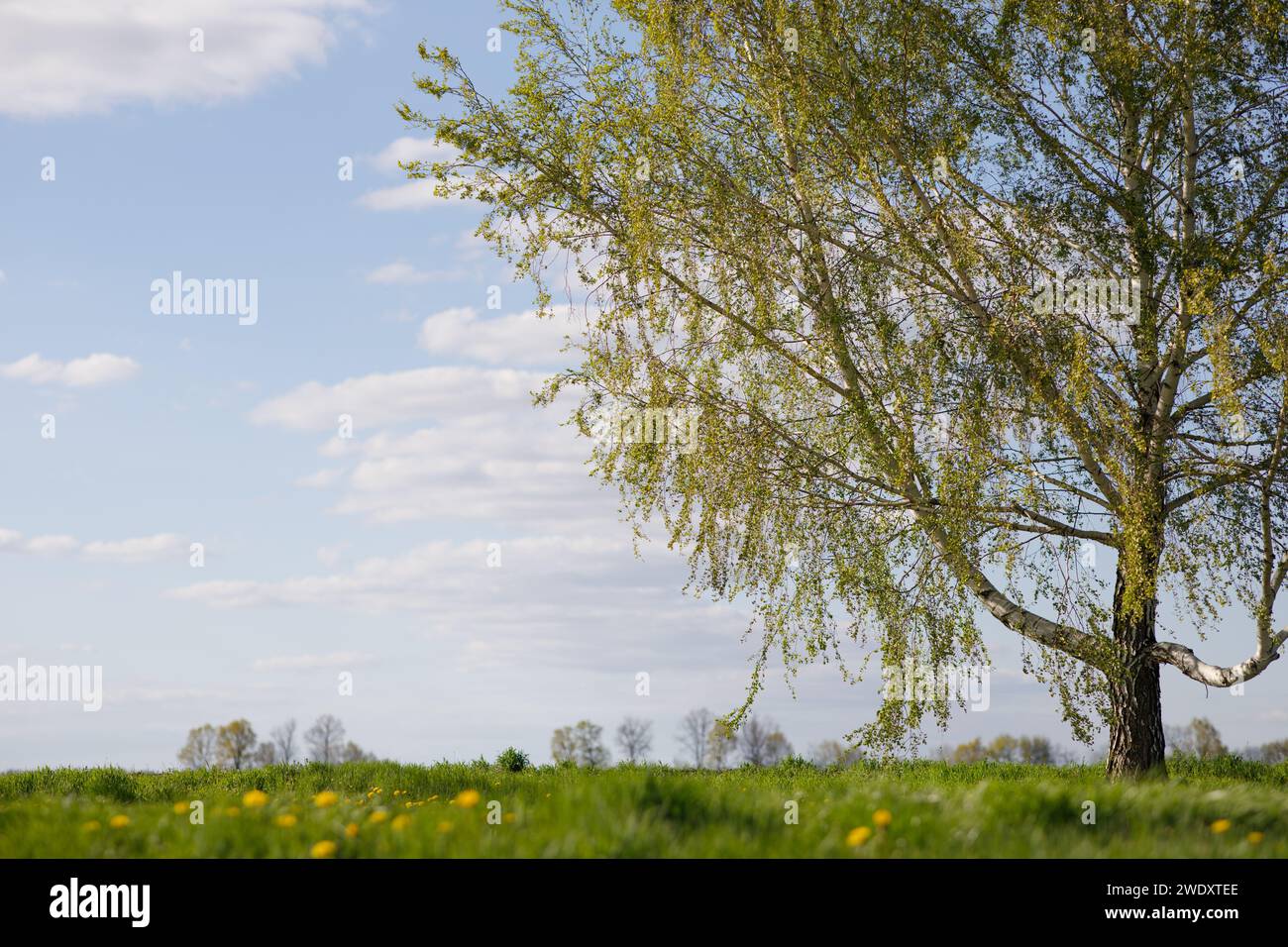 sky grass tree background spring field Stock Photo - Alamy