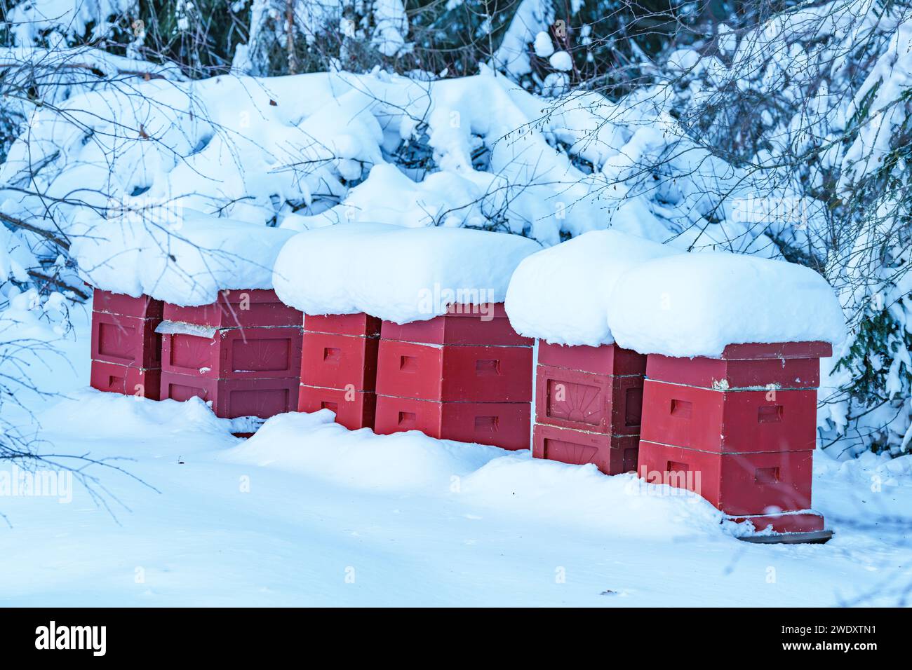 Some red apiary or bee hive is covered and snow as it sits outside ...