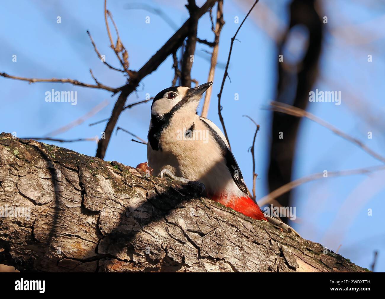 Great spotted woodpecker, Buntspecht, Pic épeiche, Dendrocopos major, nagy fakopáncs, Budapest ...
