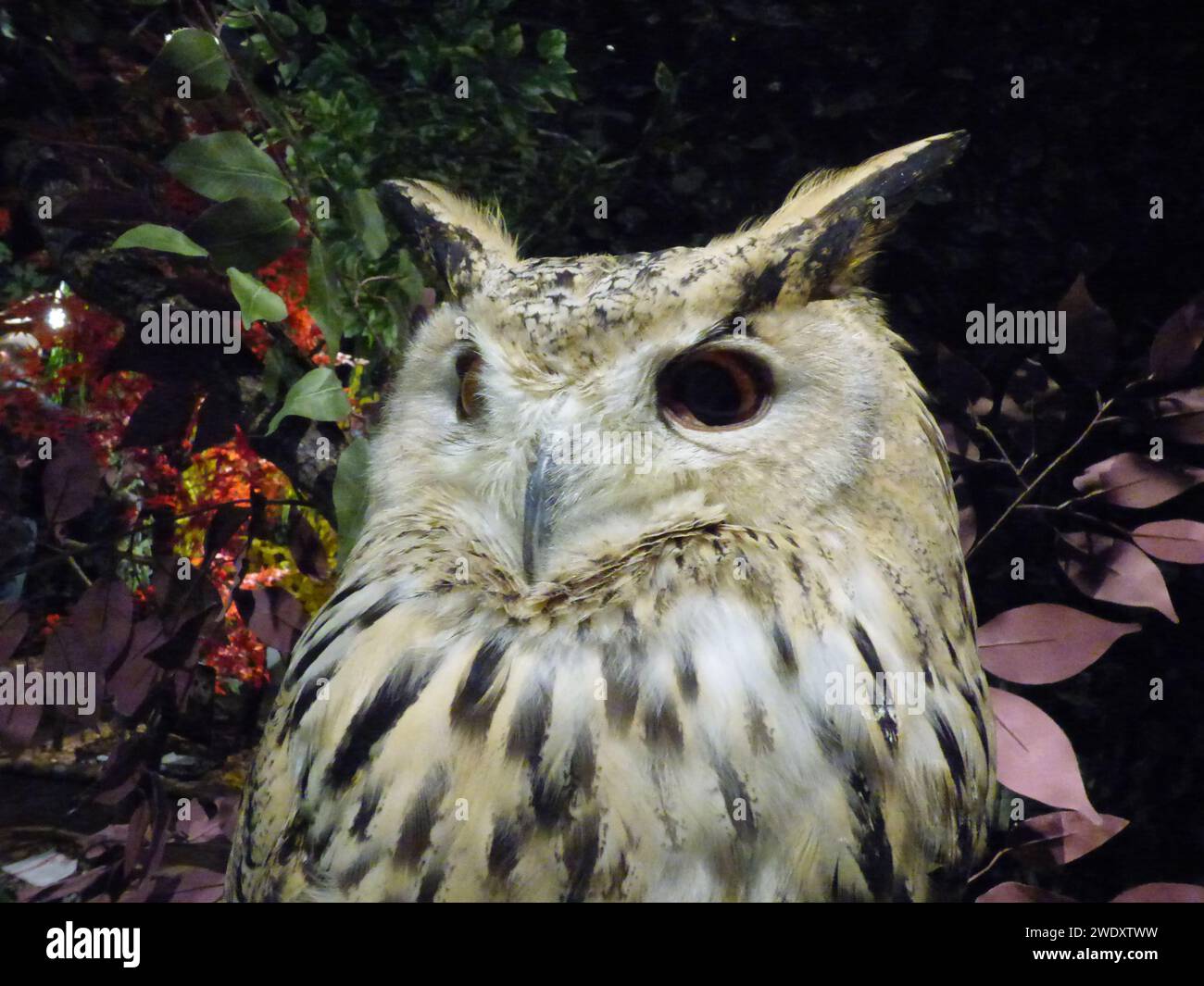 Adorable close-up of a Tokyo White Striped owl's face Stock Photo - Alamy