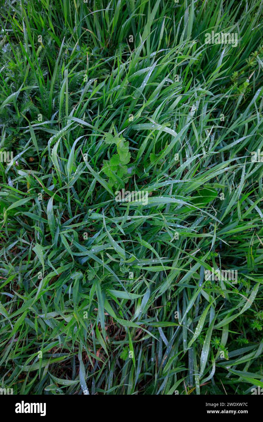 Dense grass hi-res stock photography and images - Alamy