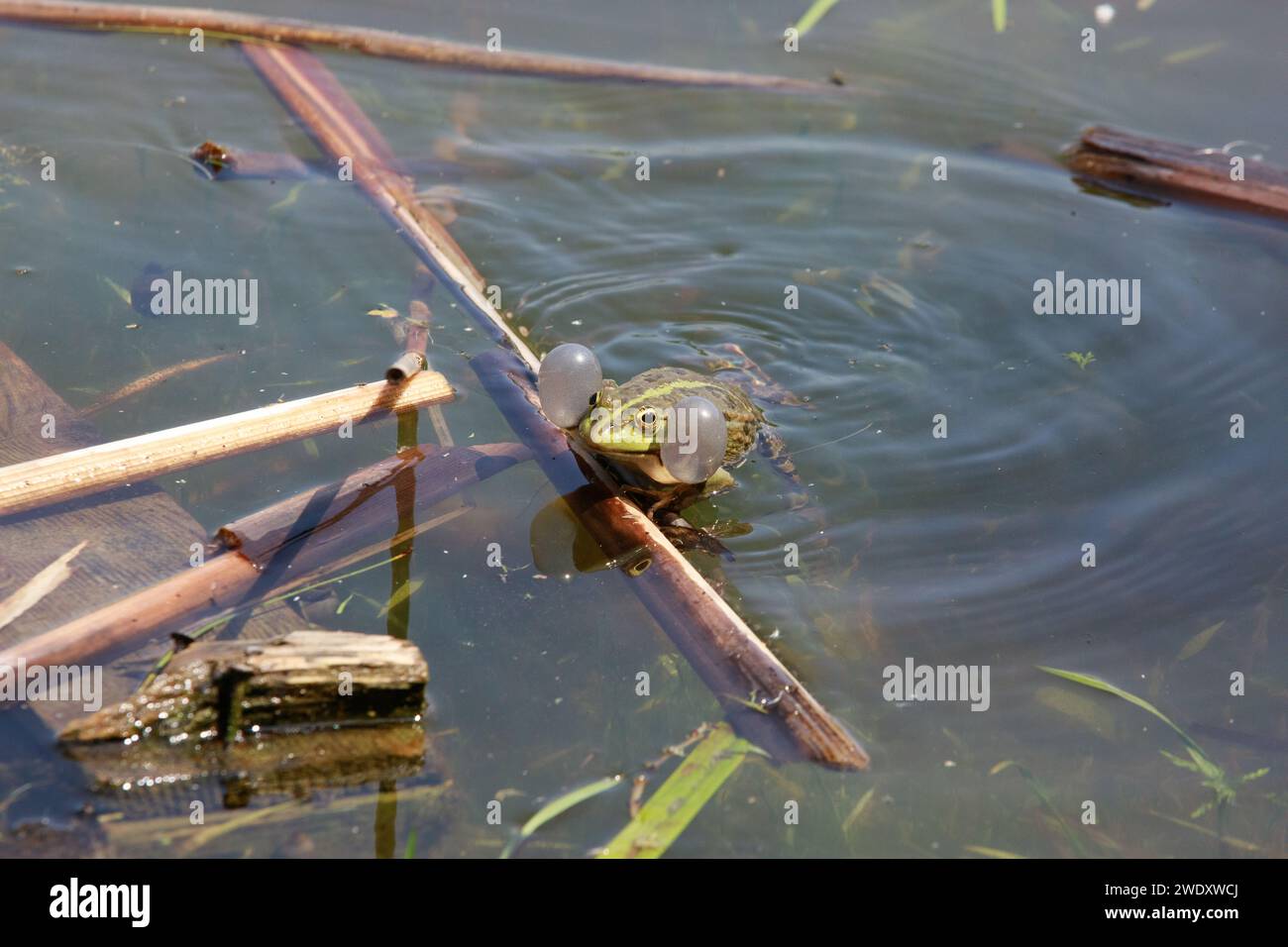 dirty water , toad in the lake, very realistic, the toad looks into the ...