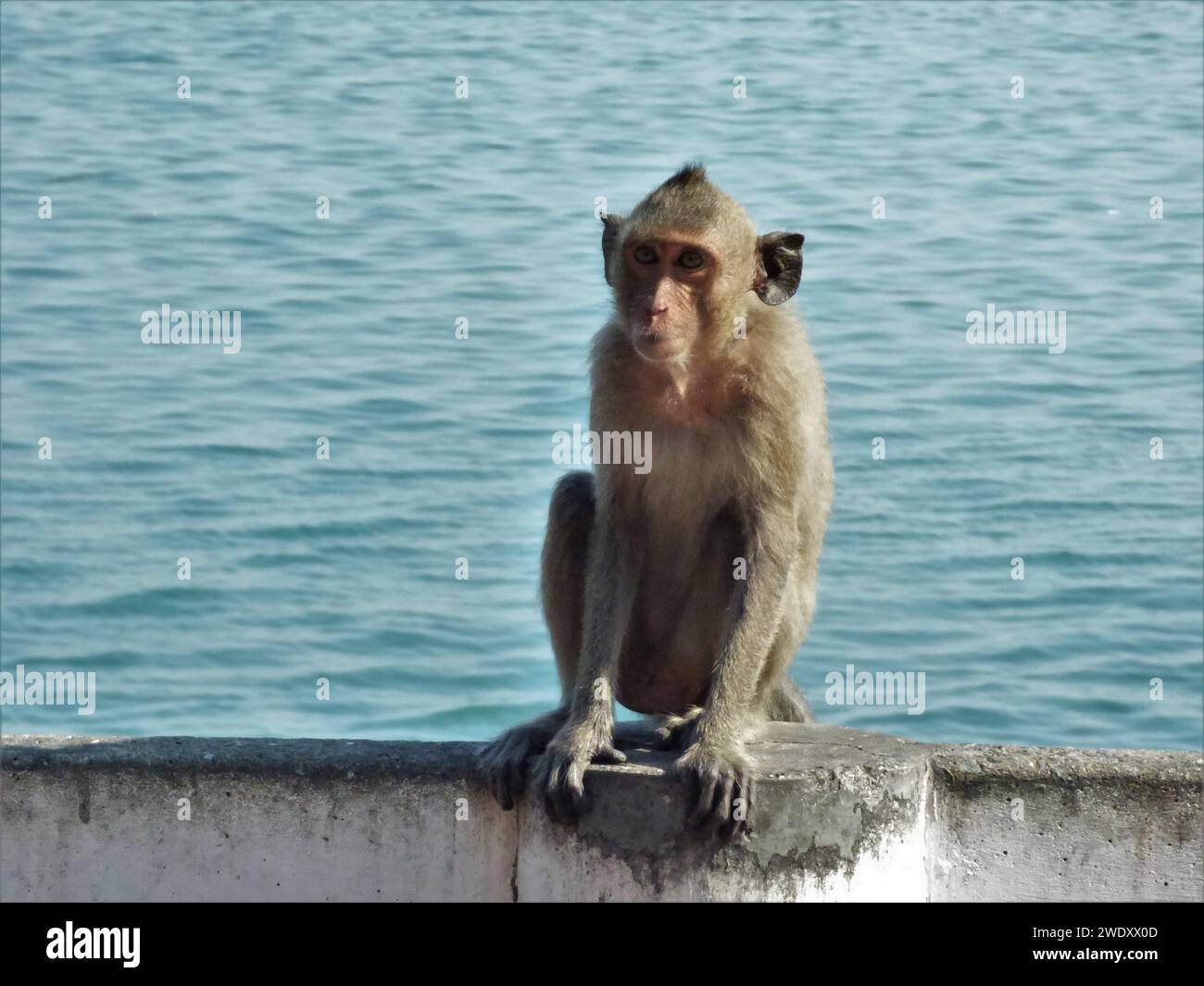 Bangkok crab-eating macaque by the ocean Stock Photo - Alamy