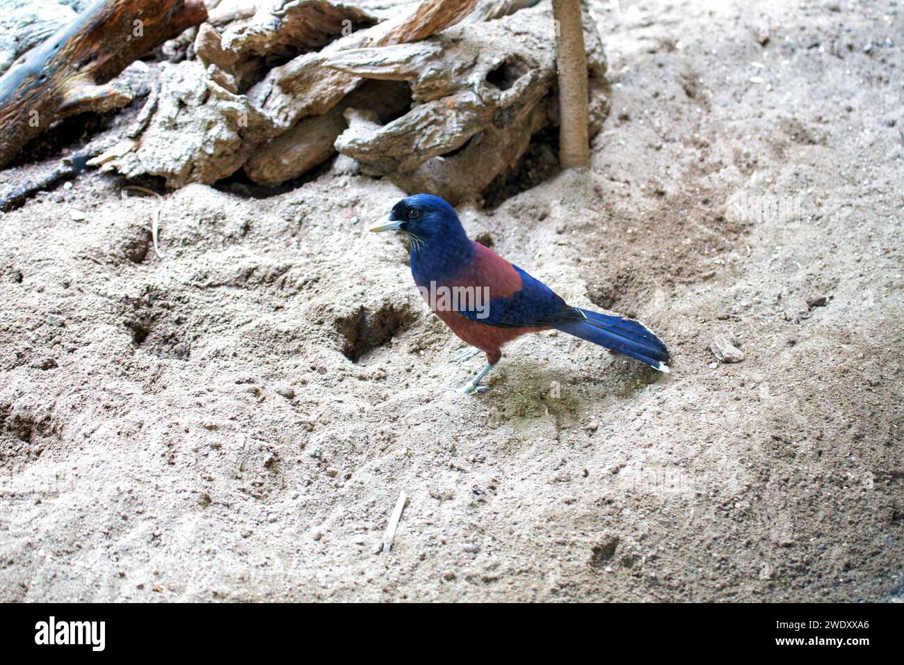 Exquisite Lidth's Jay (Garrulus lidthi) captured amidst the lush ...