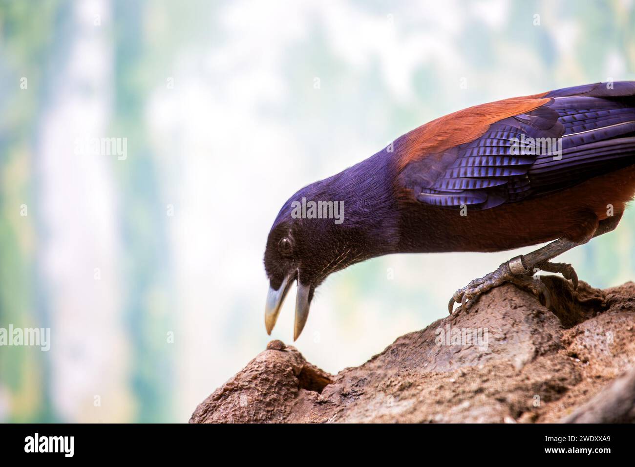 Exquisite Lidth's Jay (Garrulus lidthi) captured amidst the lush ...