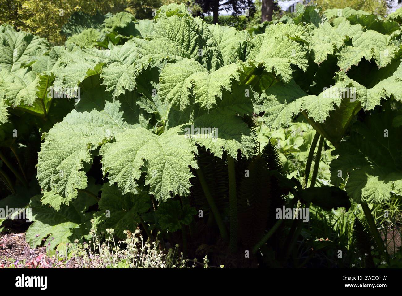 Invasive garden plants hi-res stock photography and images - Alamy