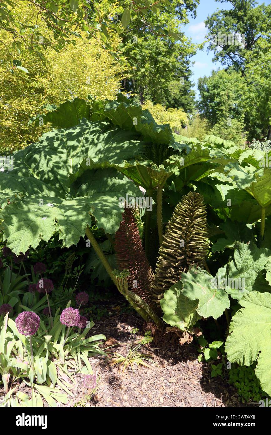 Gunnera Cryptica and Alliums in Garden Surrey England Stock Photo - Alamy