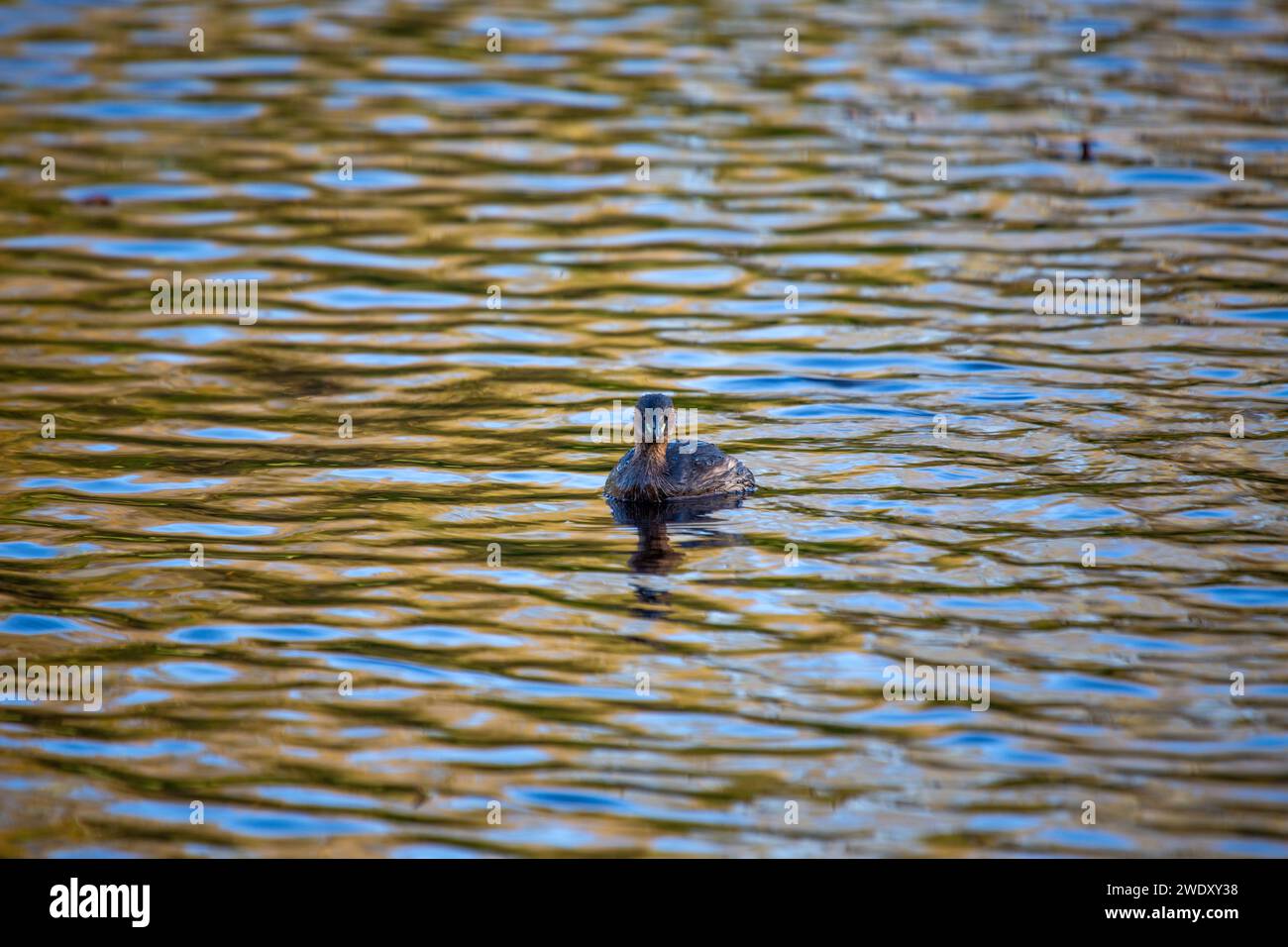 Charming Little Grebe (Tachybaptus ruficollis) gracefully navigating ...