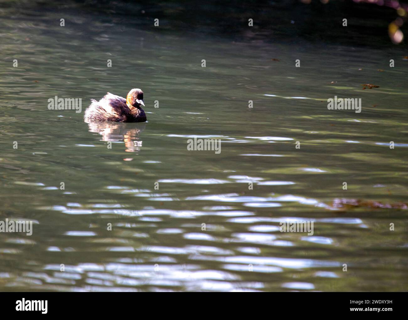 Charming Little Grebe (Tachybaptus ruficollis) gracefully navigating ...