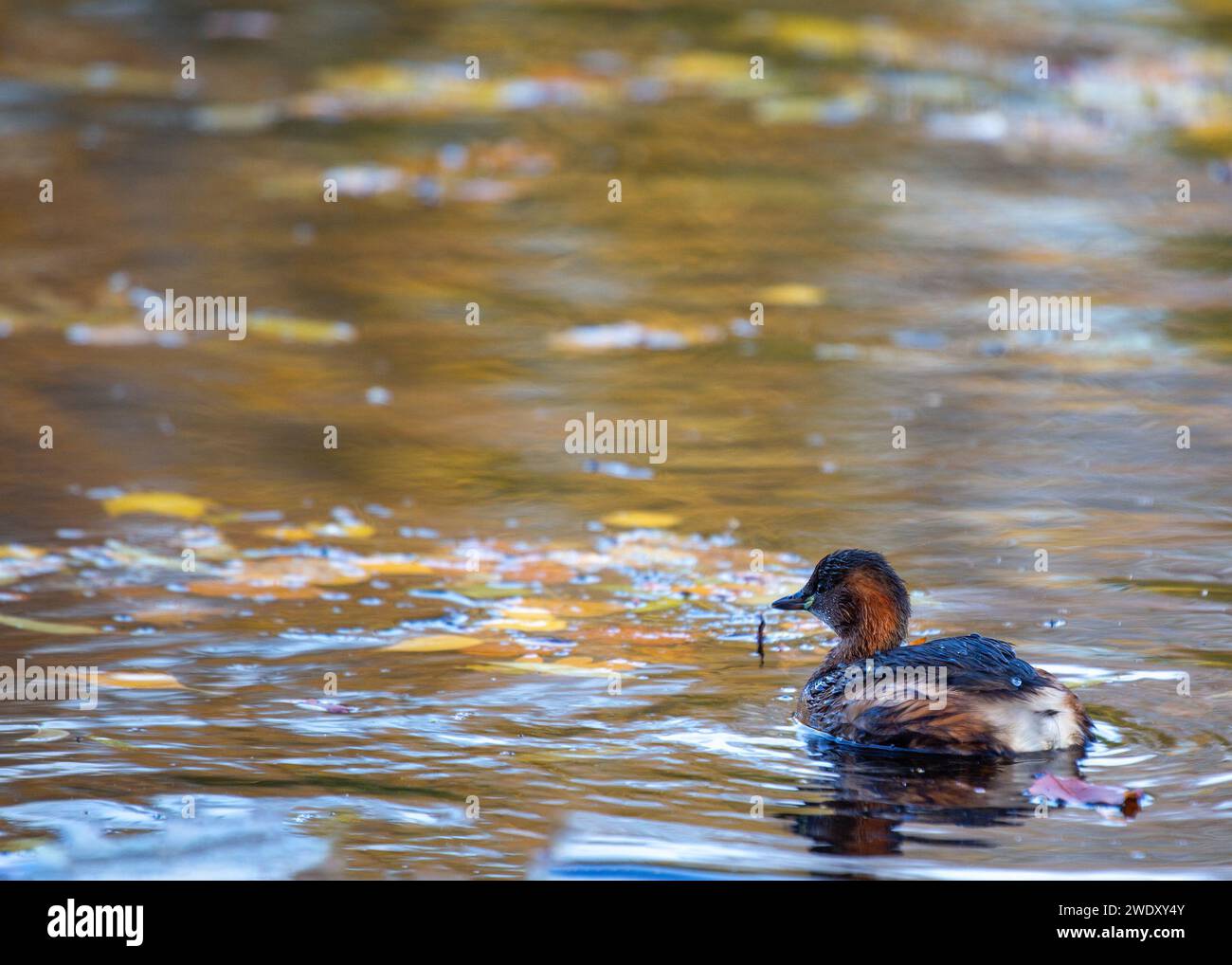 Charming Little Grebe (Tachybaptus ruficollis) gracefully navigating ...