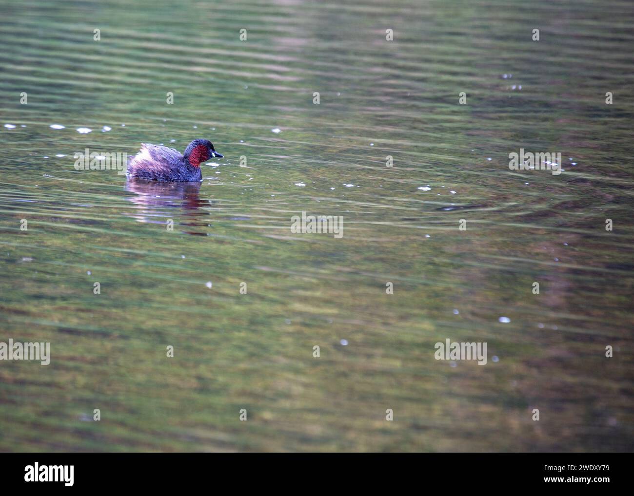 Charming Little Grebe (Tachybaptus ruficollis) gracefully navigating ...