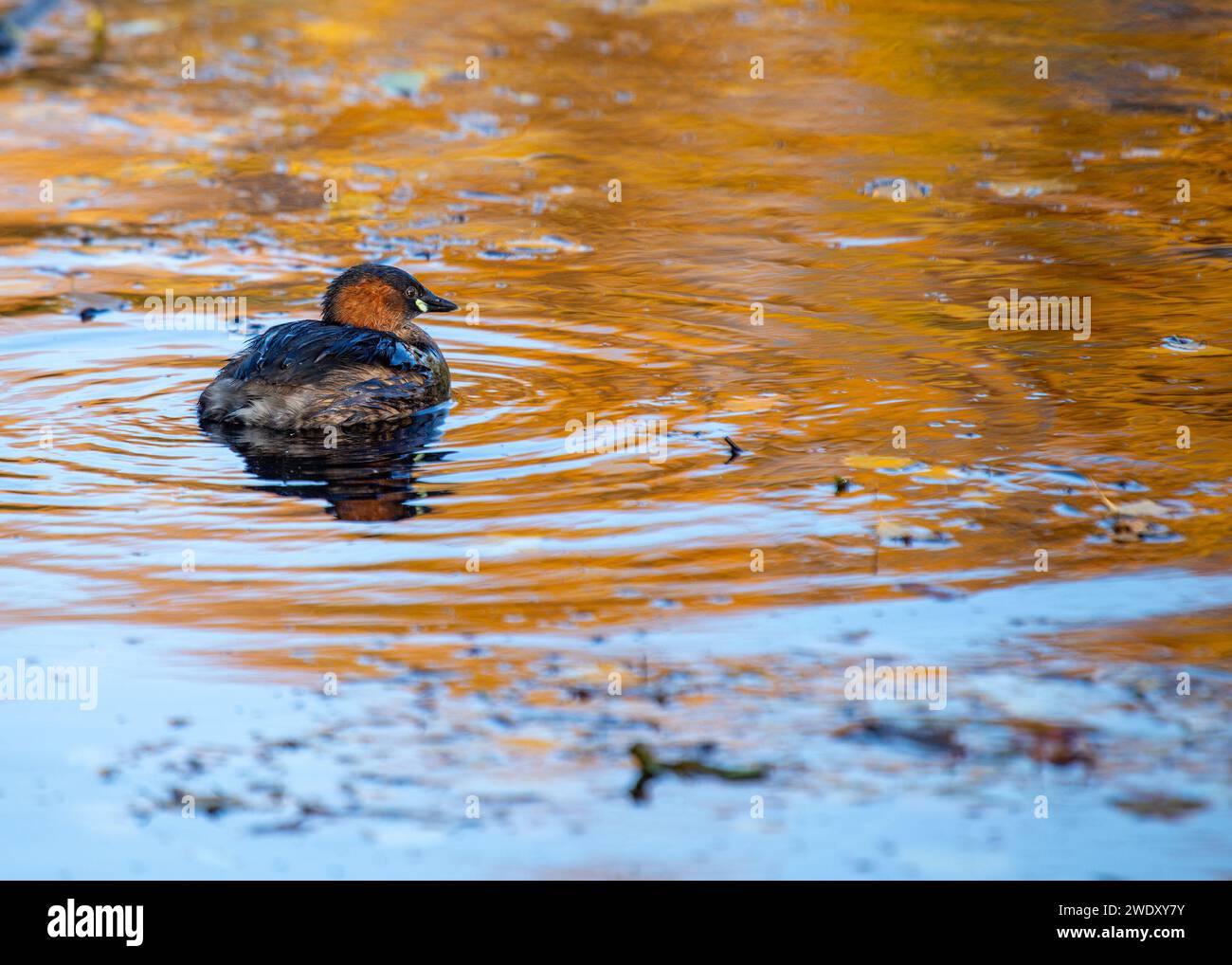 Charming Little Grebe (Tachybaptus ruficollis) gracefully navigating ...