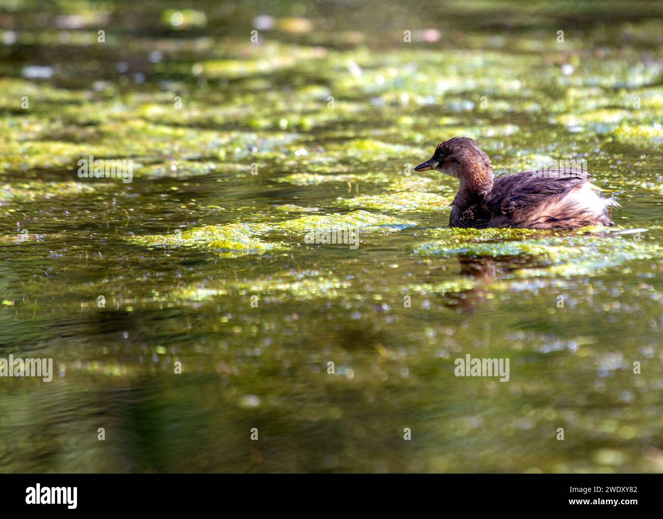 Charming Little Grebe (Tachybaptus ruficollis) gracefully navigating ...