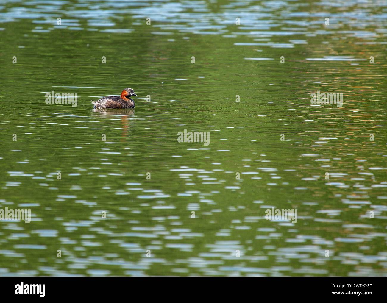 Charming Little Grebe (Tachybaptus ruficollis) gracefully navigating ...