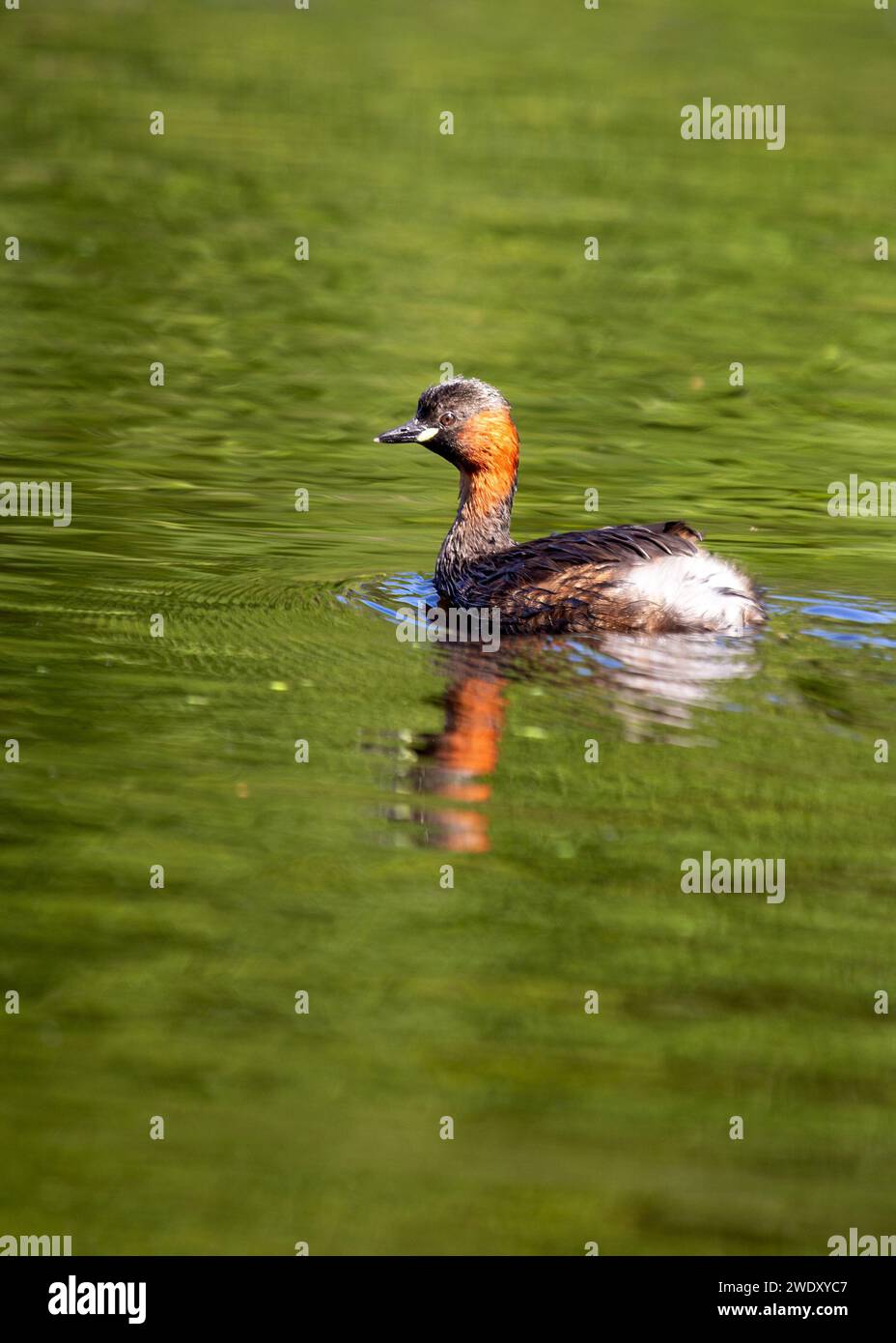 Charming Little Grebe (Tachybaptus ruficollis) gracefully navigating ...