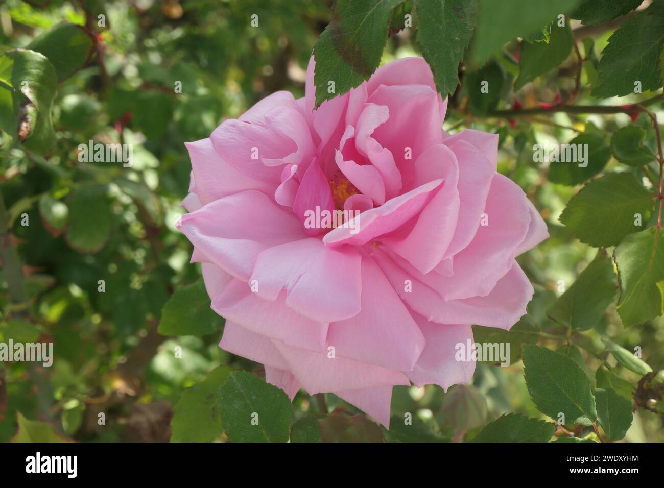 Big beautiful pink rose blooming in the garden Stock Photo - Alamy