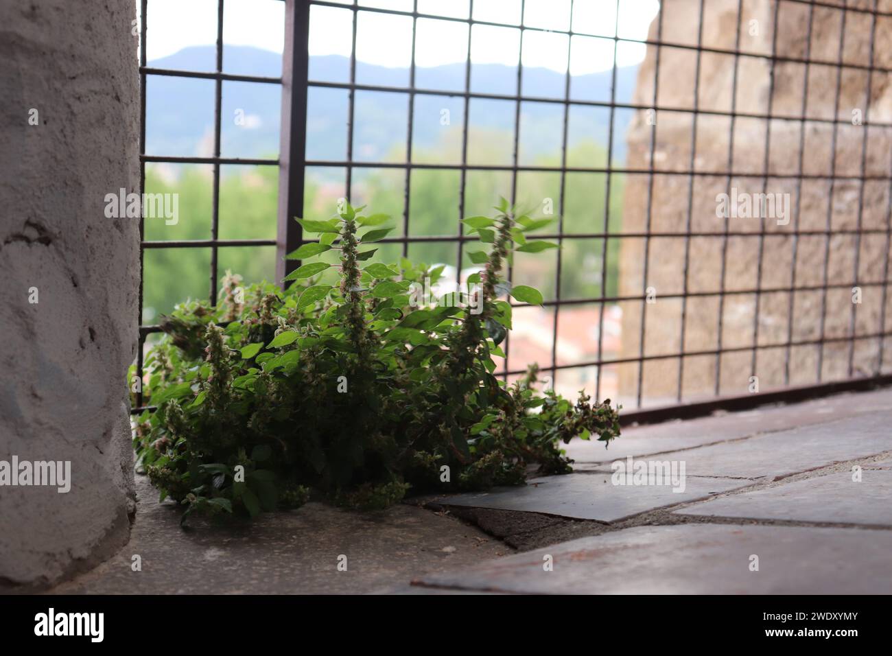 Plant in focus towers window hi-res stock photography and images - Alamy