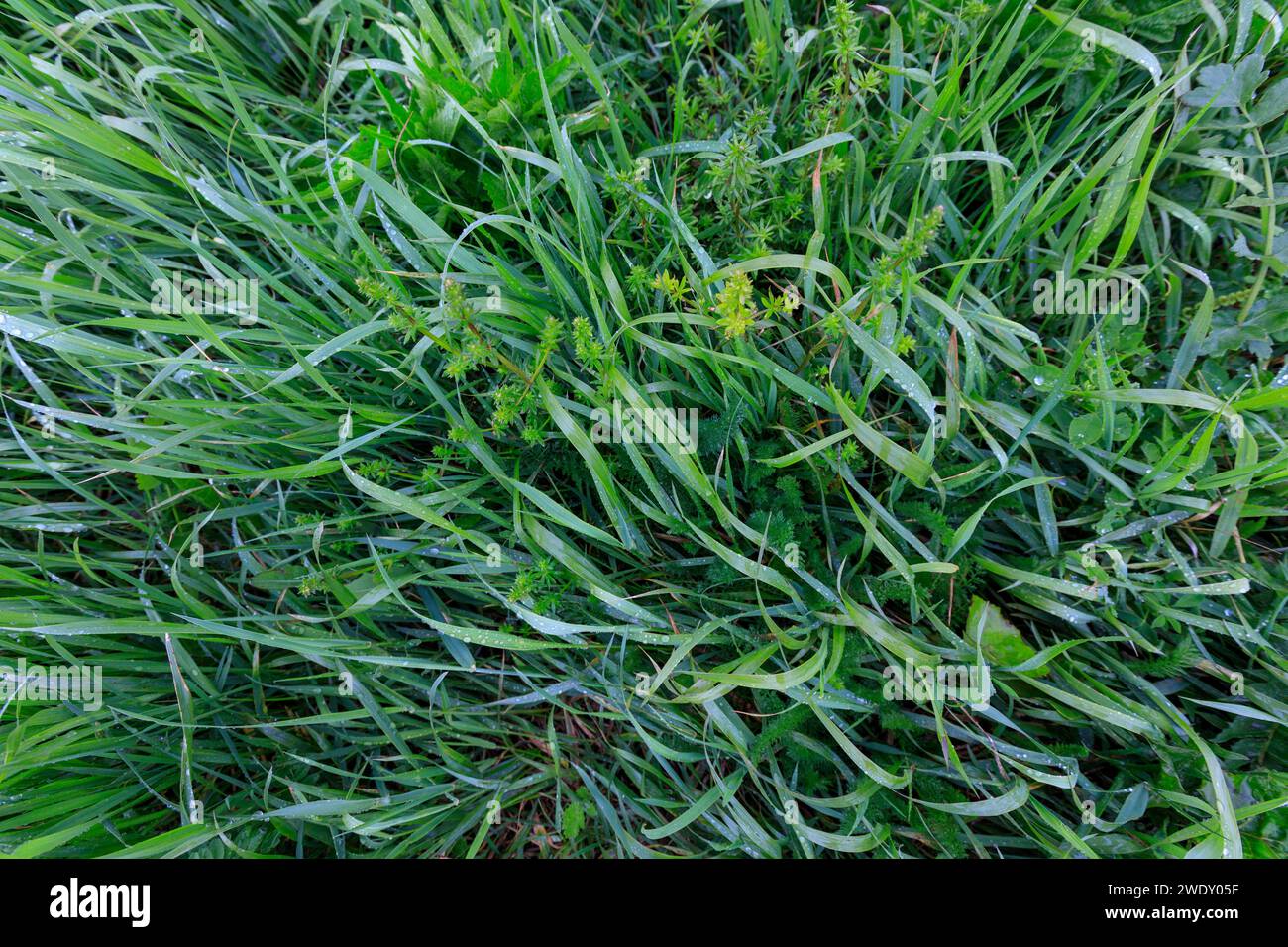 green dense grass, after rain Stock Photo - Alamy