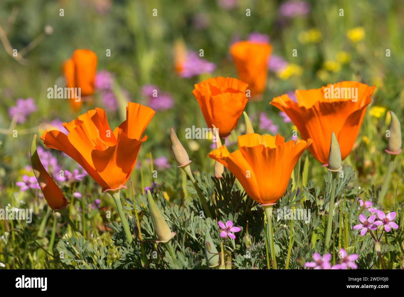California poppies (Eschscholzia californica), Antelope Valley ...