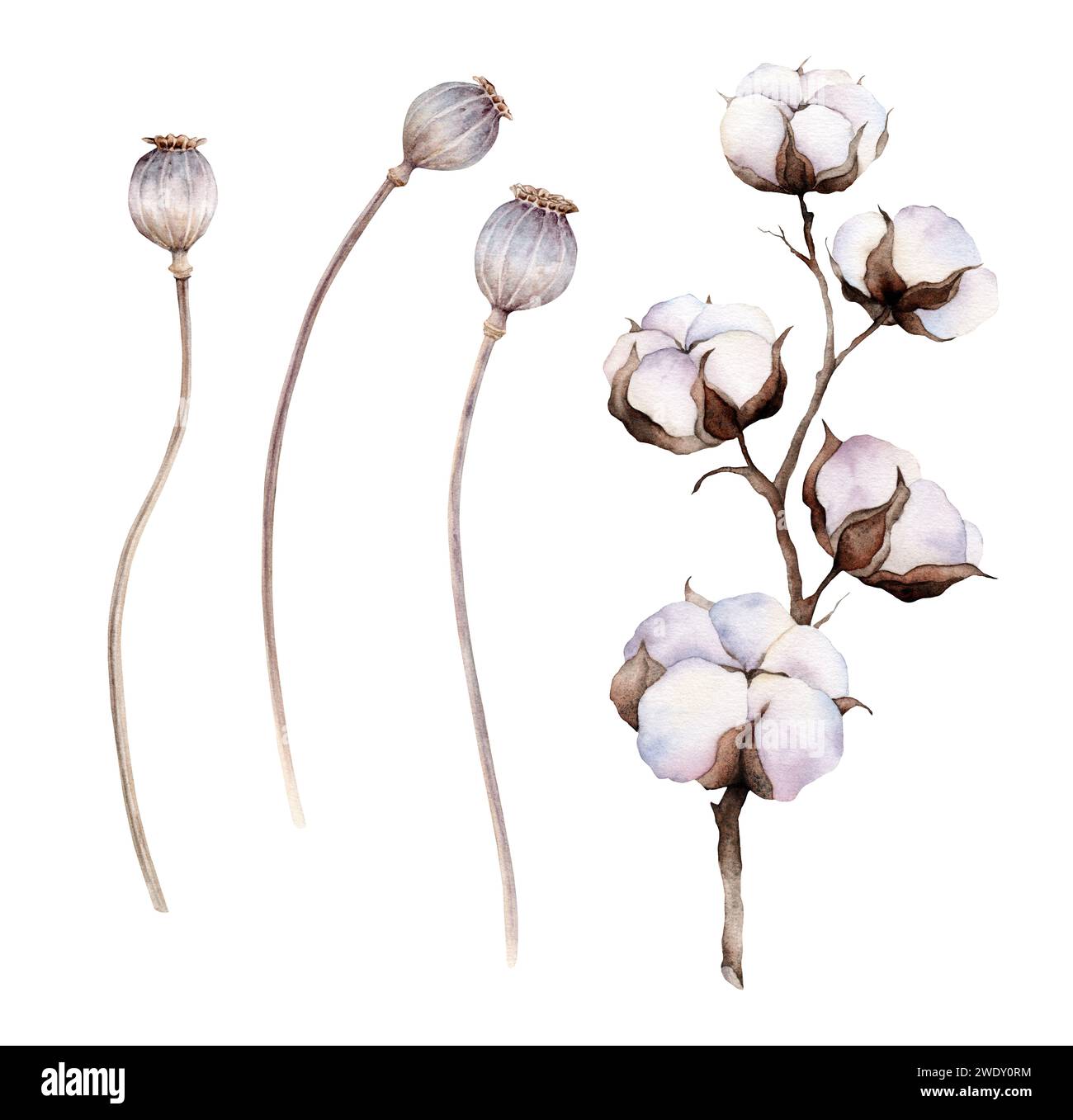 Set of watercolor illustrations of dry poppy seed boxes and tender ...