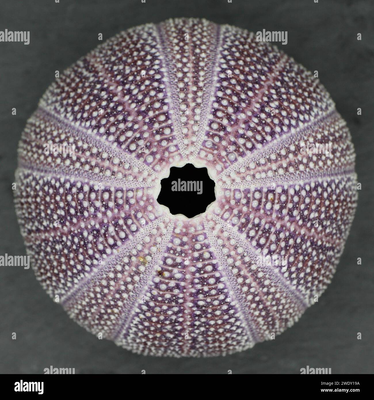 Close up on a giant purple sea urchin seen from above. Its shell is ...