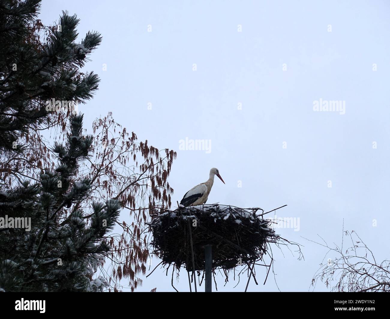 Storks nesting on wintry tree branch, bare branches Stock Photo - Alamy