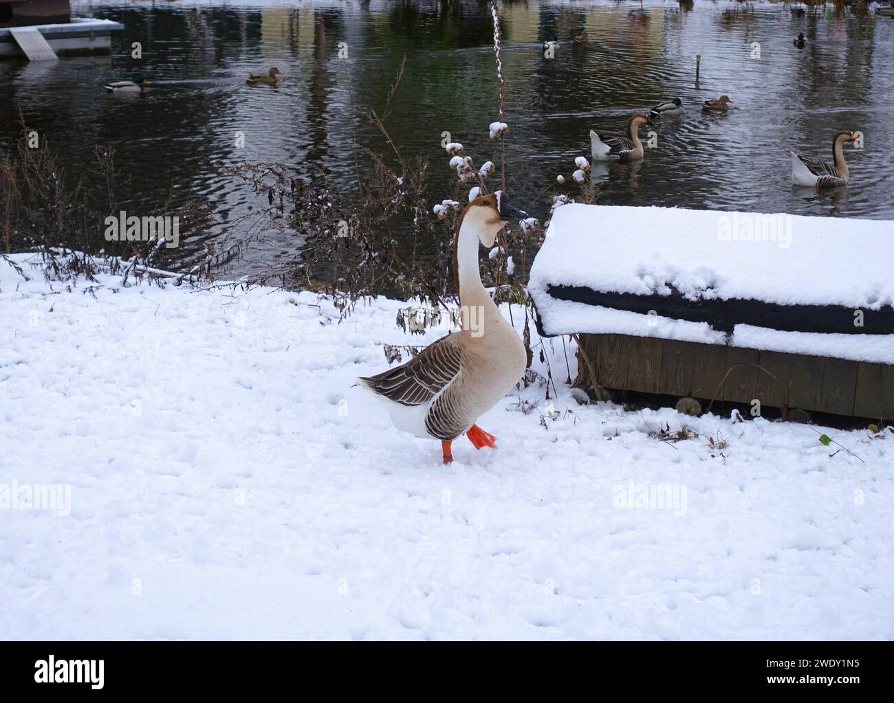 Bird walking in snowy landscape near water Stock Photo - Alamy