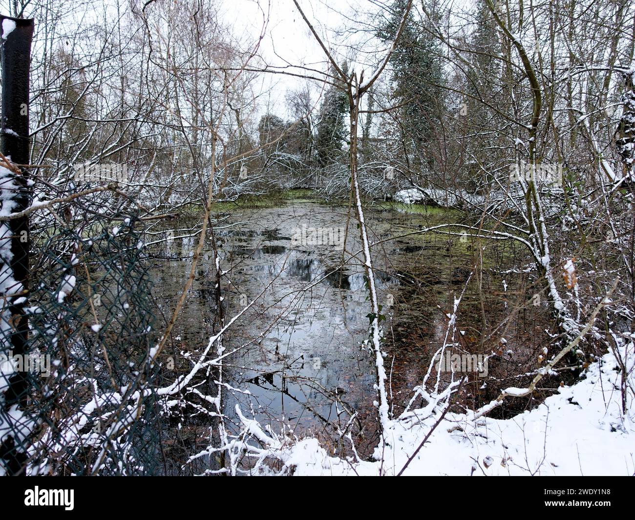 A winter wonderland: A snowy forest with frozen swamp under heavy ...