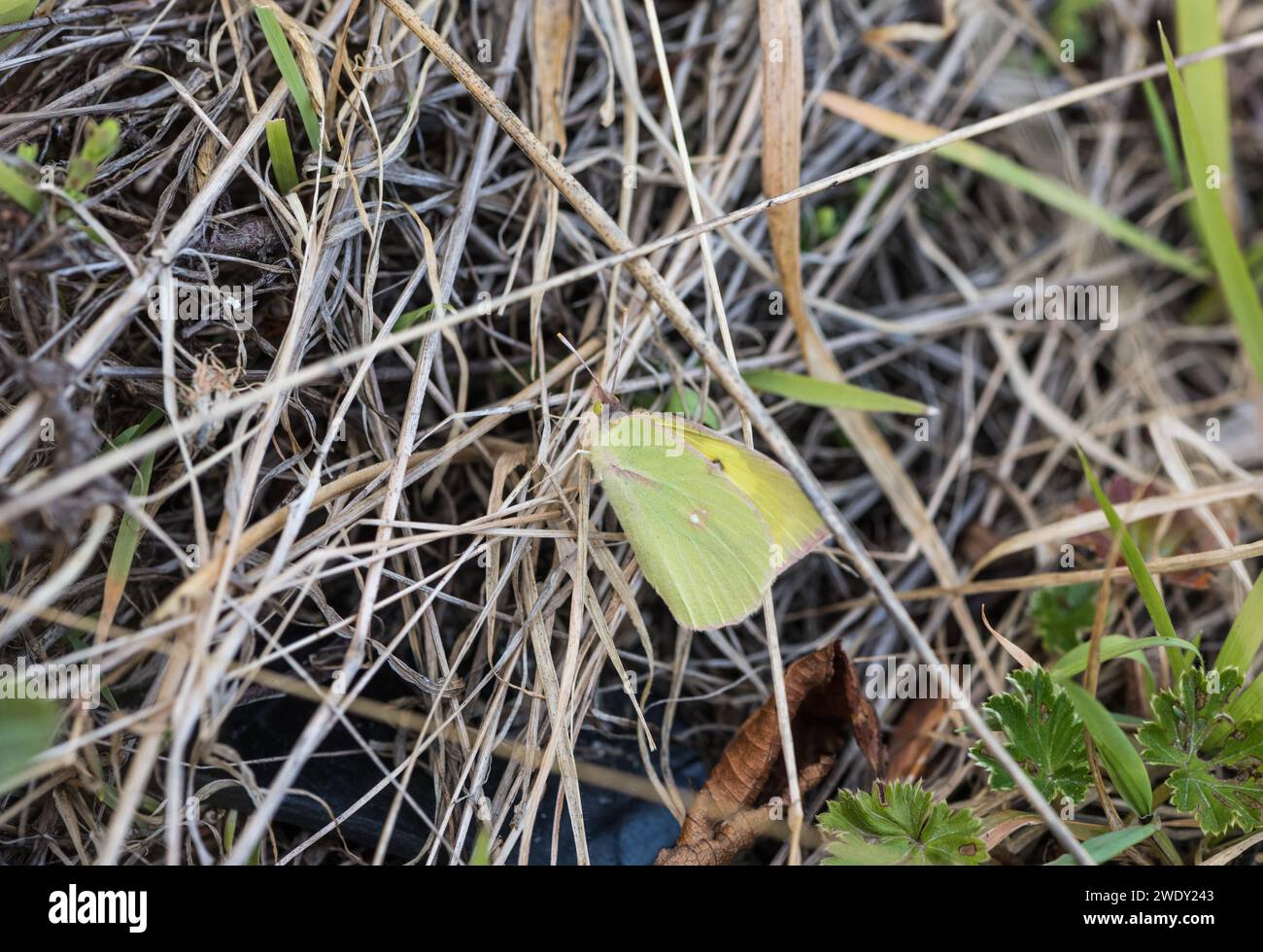 Pierid butterfly Colias lesbia (confirmed ID on iNaturalist) at ...
