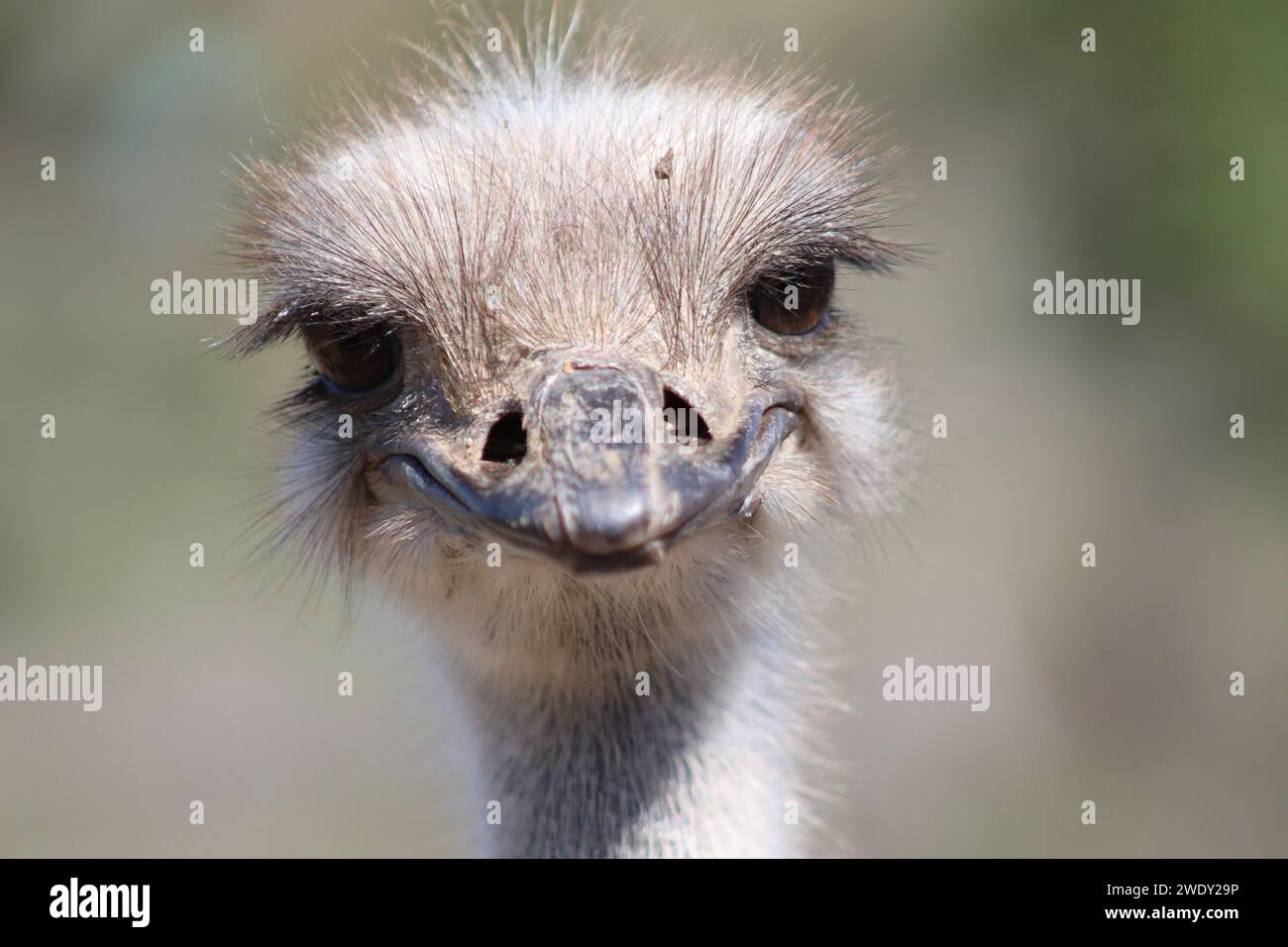 Close up face ostrich hi-res stock photography and images - Alamy