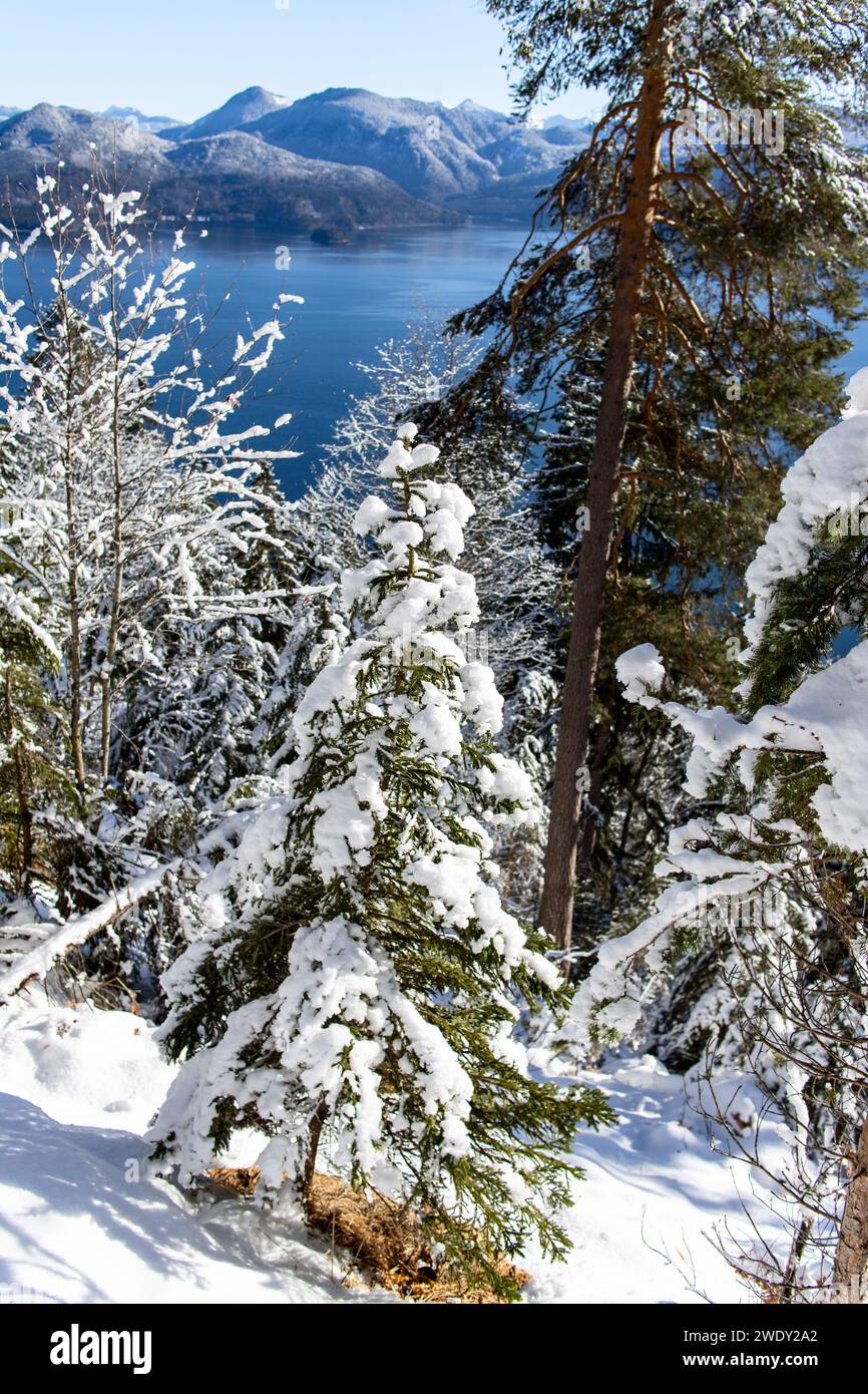 Fur tree in fresh snow hi-res stock photography and images - Alamy