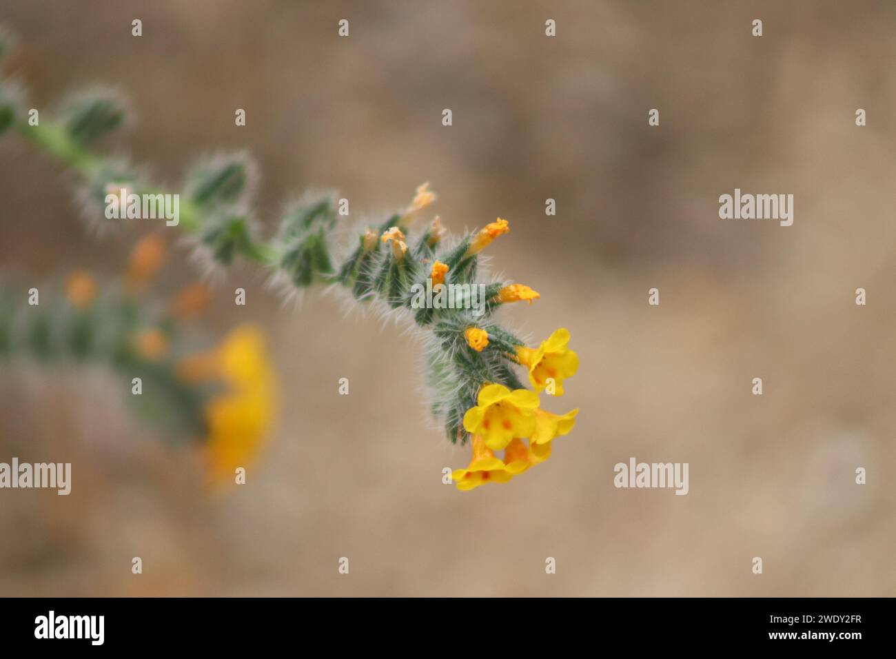 Yellow fiddleneck blossom up close Stock Photo - Alamy