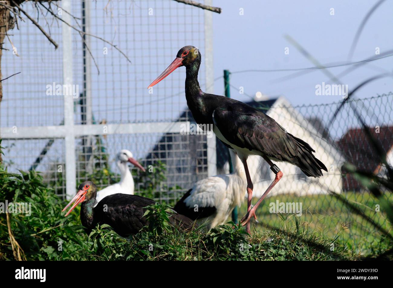 a stork is a strong symbol , a long legged wading bird a stork is a ...