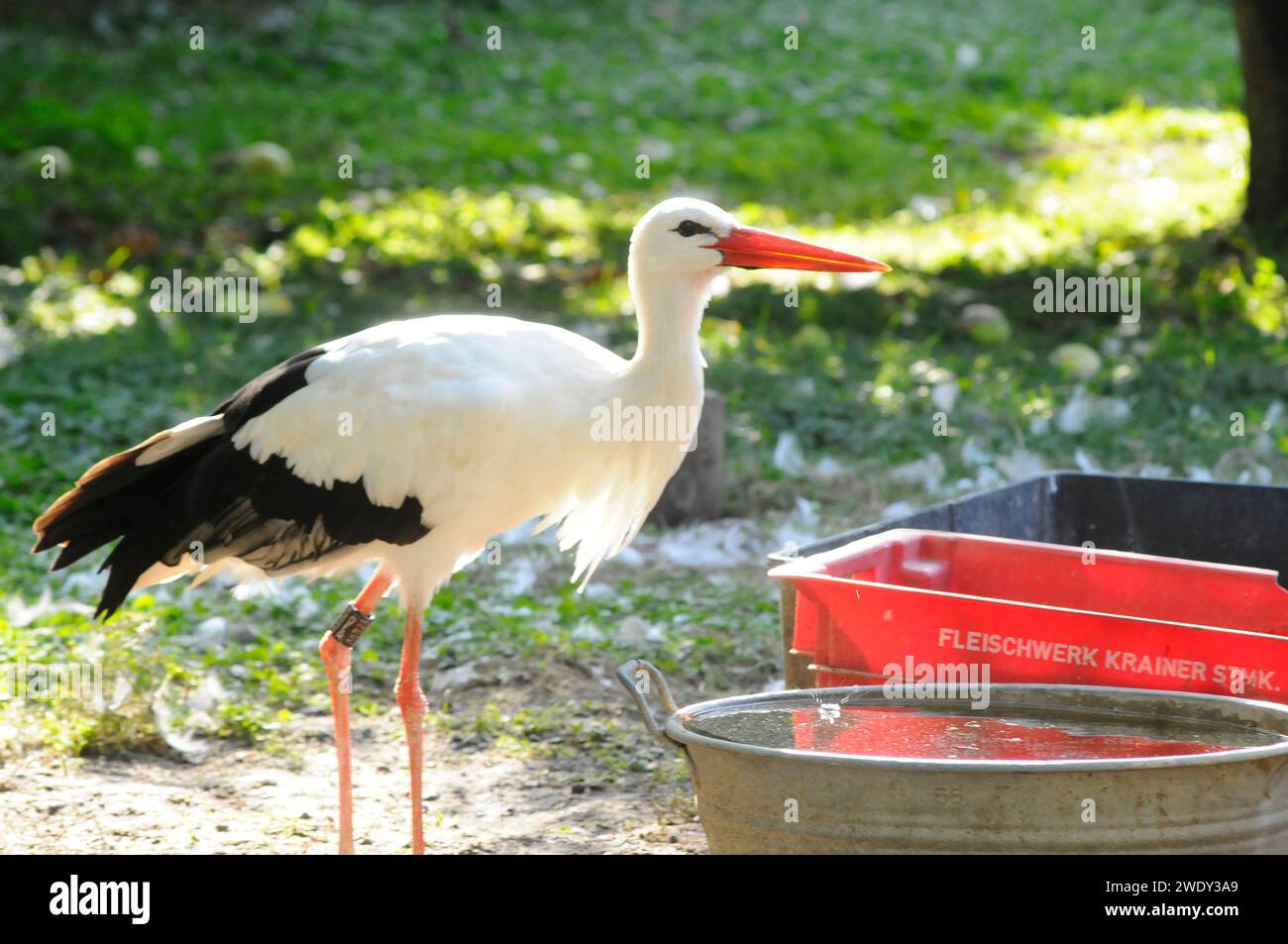 a stork is a strong symbol , a long legged wading bird a stork is a ...