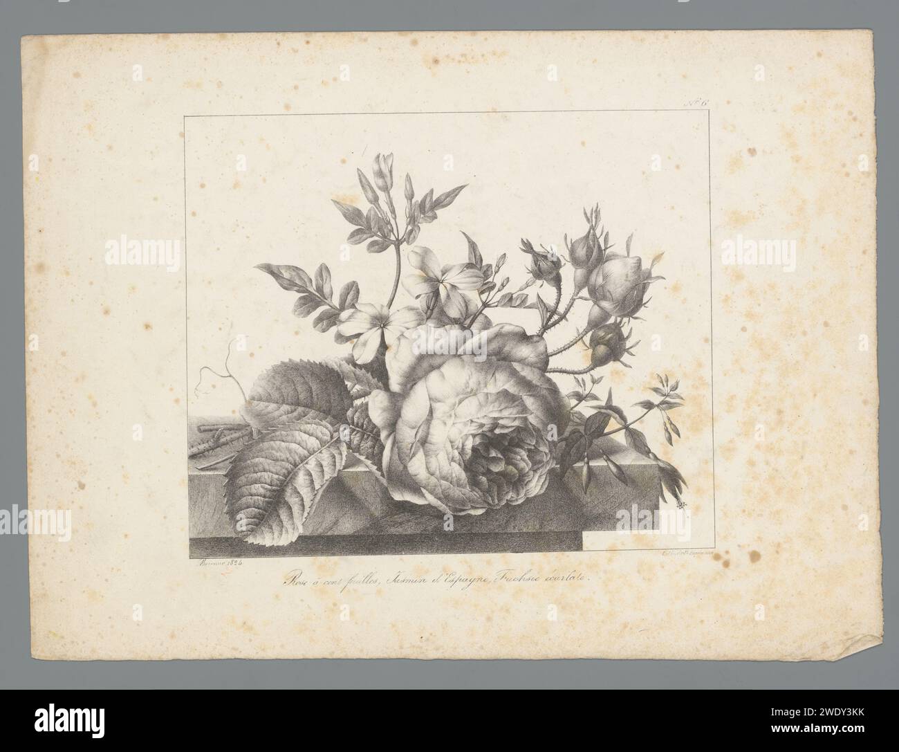Bouquet with carbon, Spanish Jasmine and Scharlaken Fuchsia, Auguste ...