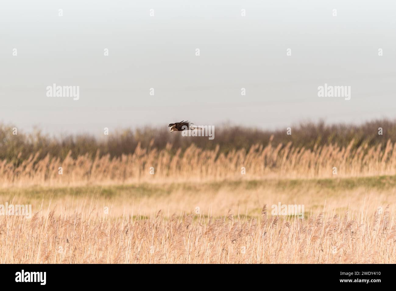 Hunting female Marsh Harrier (Circus aeruginosus) over a reedbed in ...