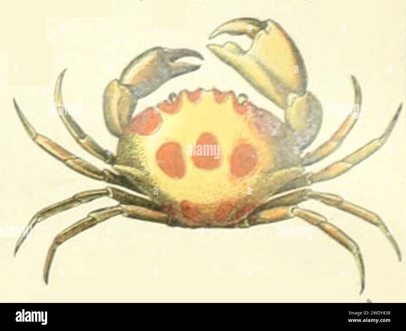 Adolphe Millot crustaces-fig4-Spotted crab Stock Photo - Alamy