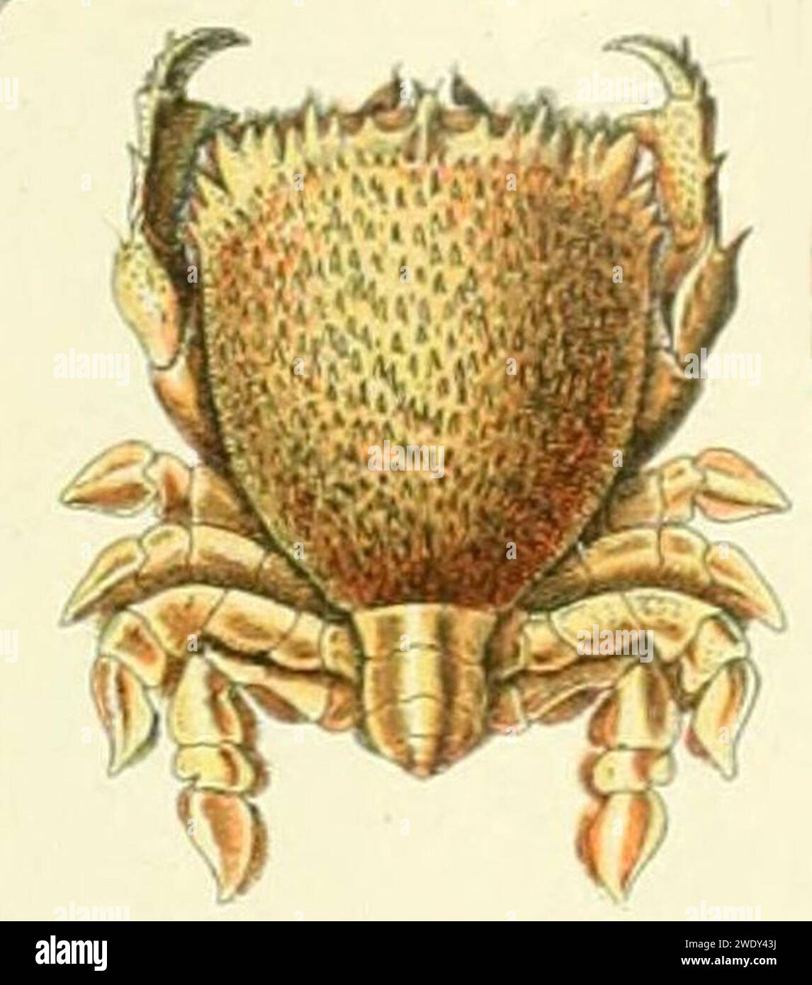 Ranine hi-res stock photography and images - Alamy