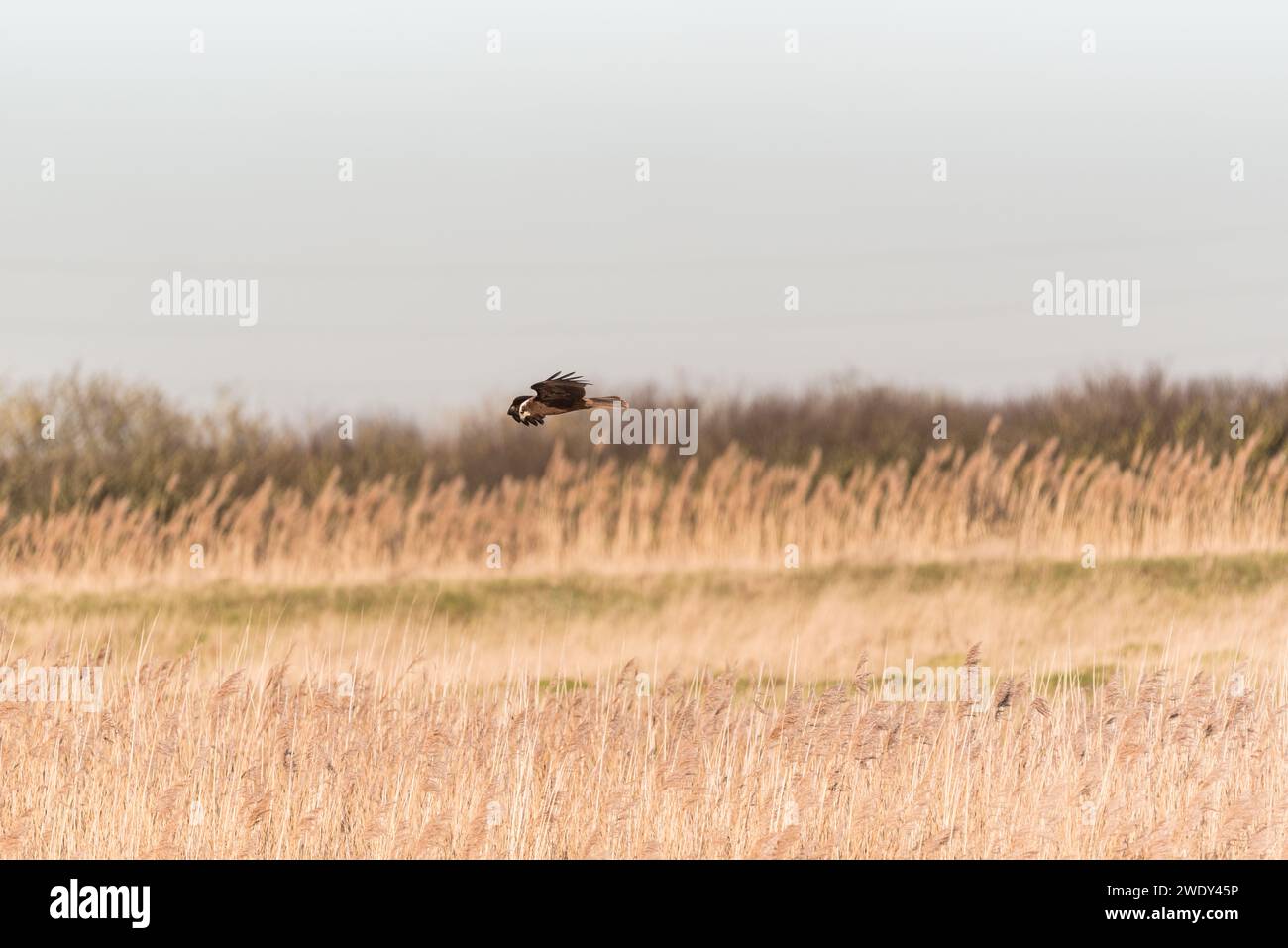 Hunting female Marsh Harrier (Circus aeruginosus) over a reedbed in ...