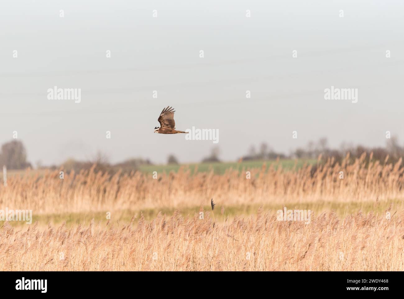 Hunting female Marsh Harrier (Circus aeruginosus) over a reedbed in ...