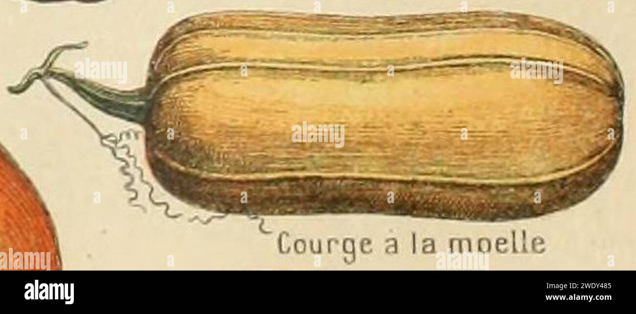 Courge à la moelle hi-res stock photography and images - Alamy