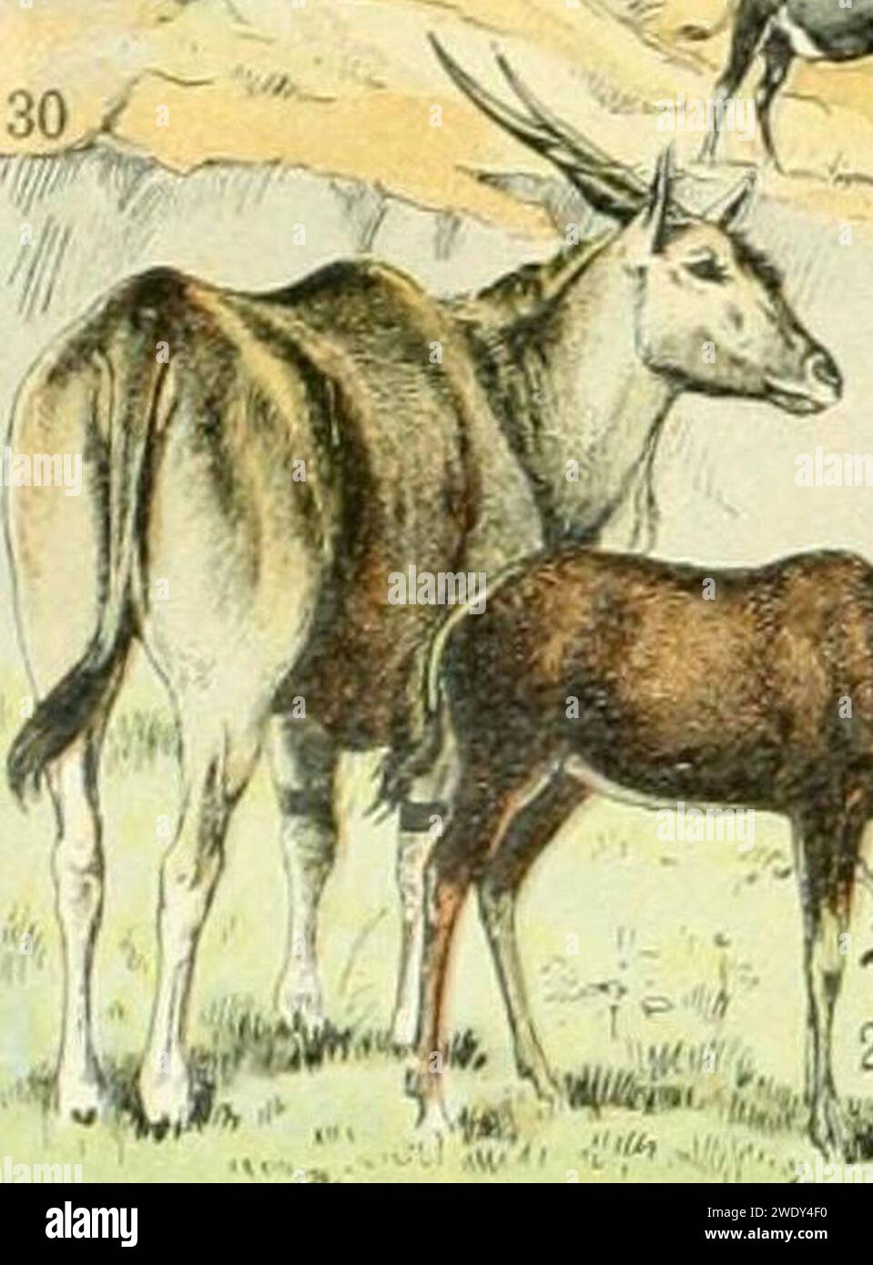 Elan du cap hi-res stock photography and images - Alamy