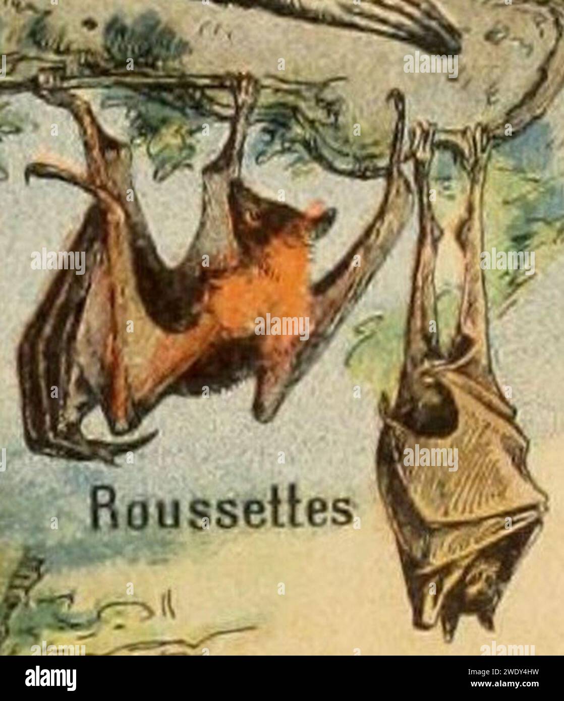 Adolphe Millot mammiferes B-pour tous roussettes Stock Photo - Alamy