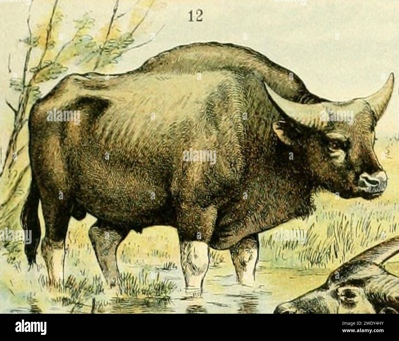 Gayal hi-res stock photography and images - Alamy